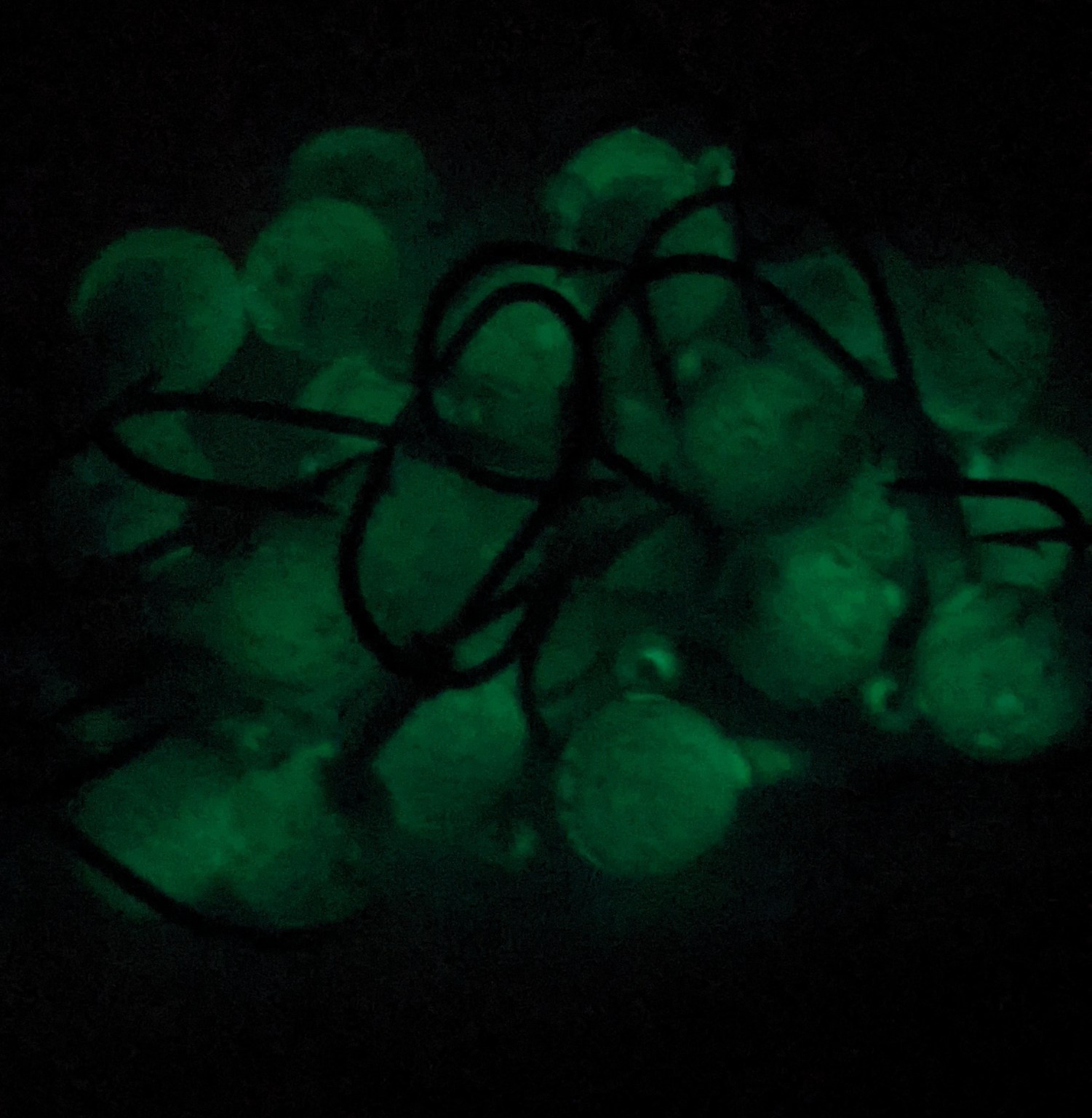 'Freshwater Ball' Jig Heads - Bucktail-Lures